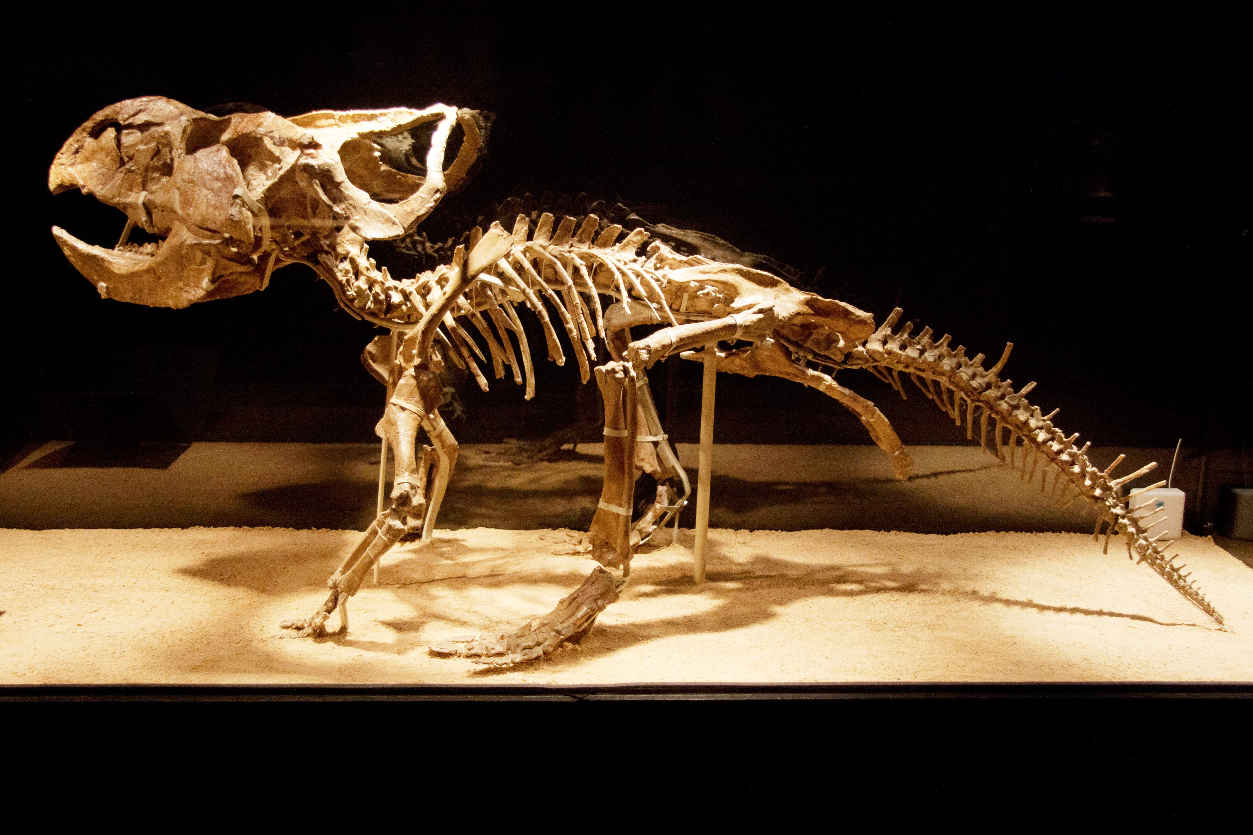 Protoceratops Vs Velociraptor Fossil