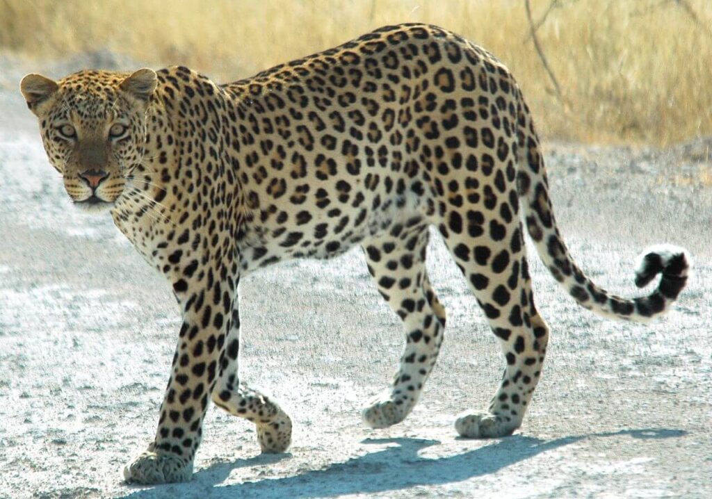Penultimate Coin in Series of the Big Five Features the Sleek Leopard ...